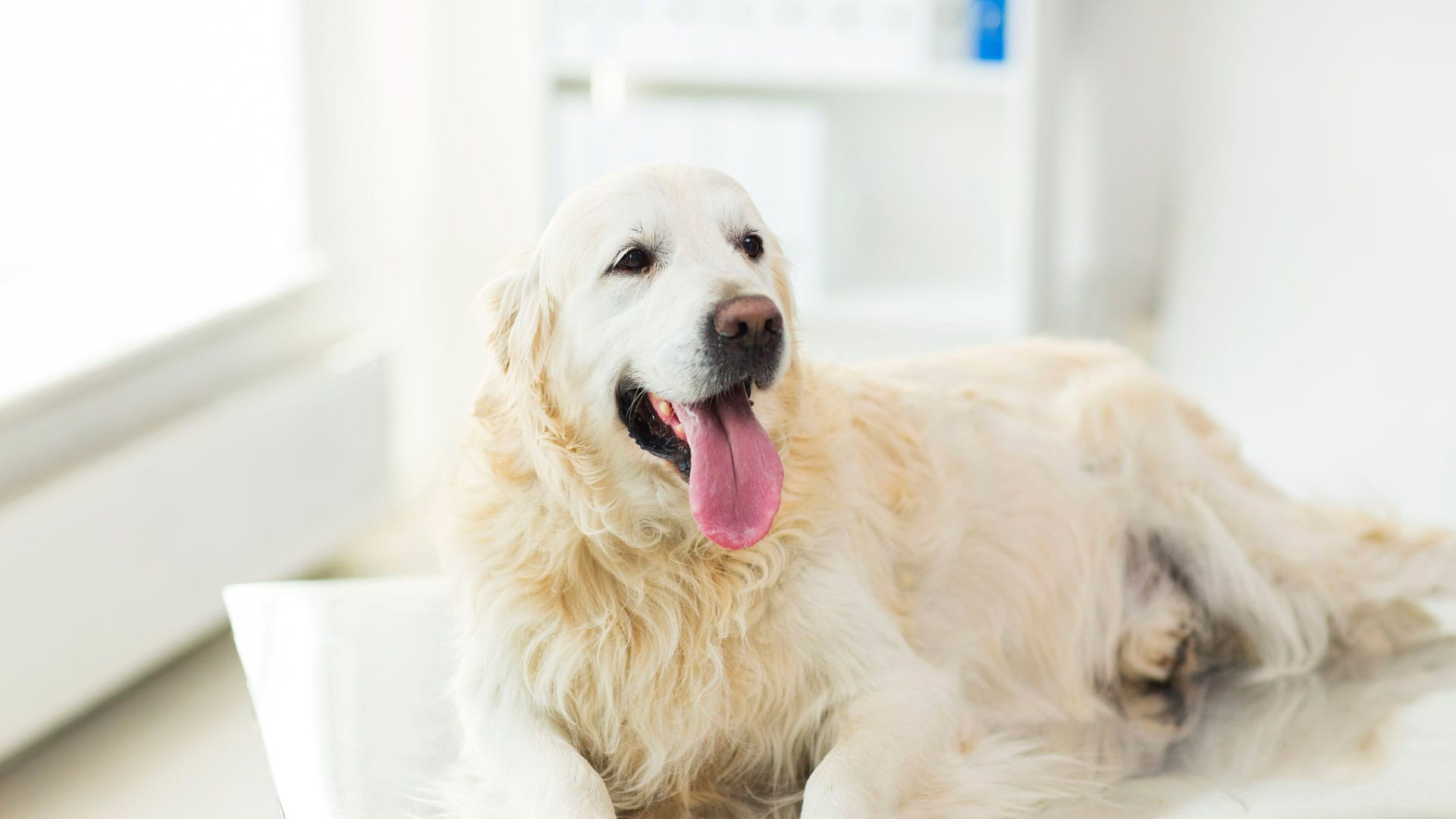 Common Toxin Ingestions of Pets | Animal Emergency Hospital